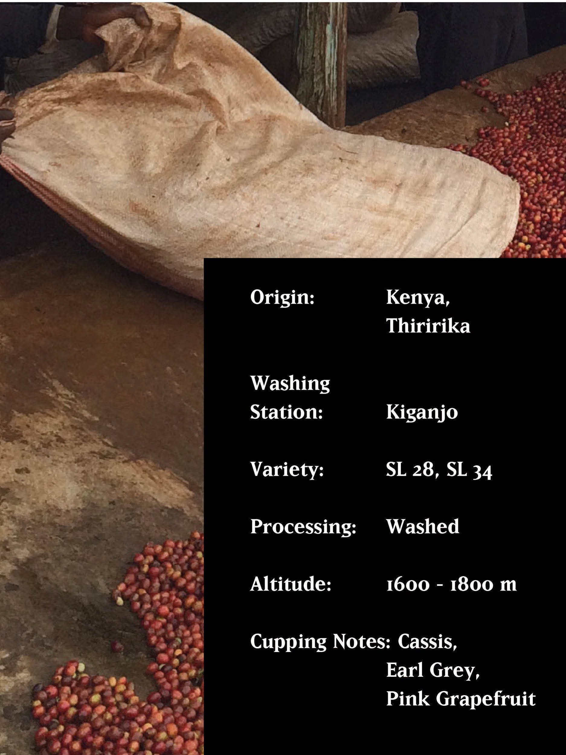 Coffee — MAN VERSUS MACHINE COFFEE ROASTERS